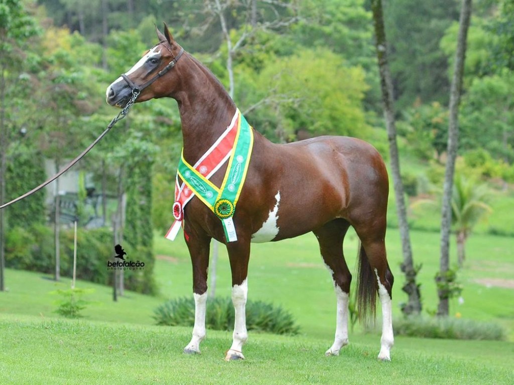 LOTE 10 | BANDEIRA DA SINHÁ MARIA (T.E.) (LEILÃO ESTRELAS BPK ...