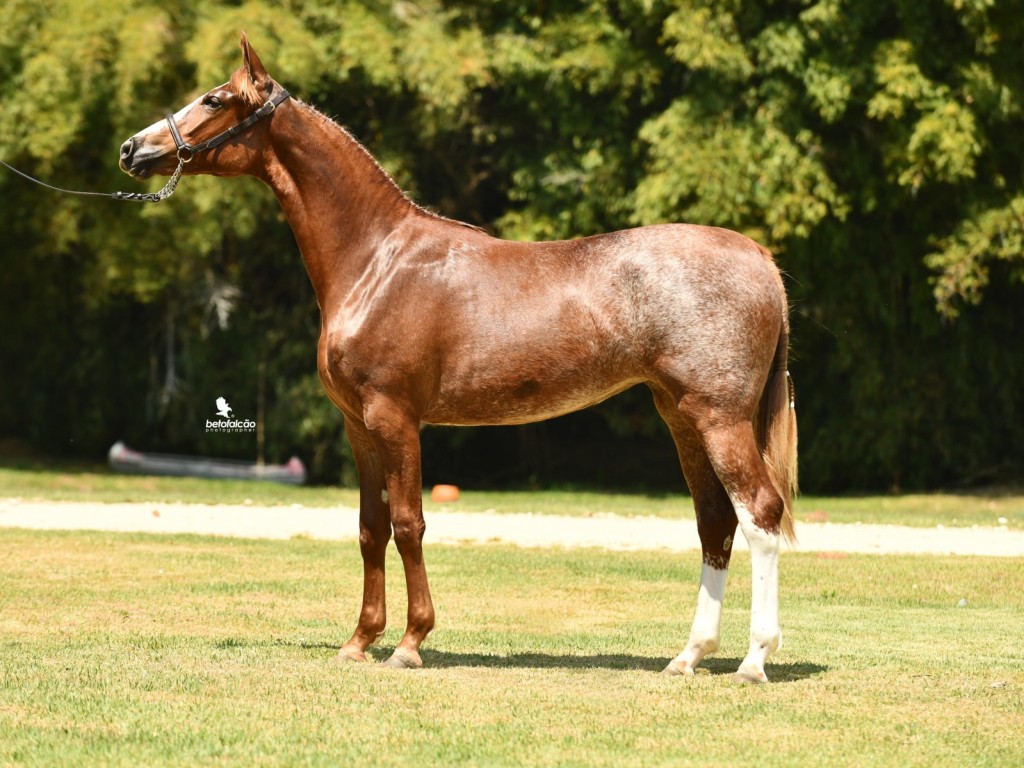 LOTE 09 | HONDURAS J.E.B (LEILÃO CRIAÇÃO MANGALARGA J.E.B) - RPN Leilões