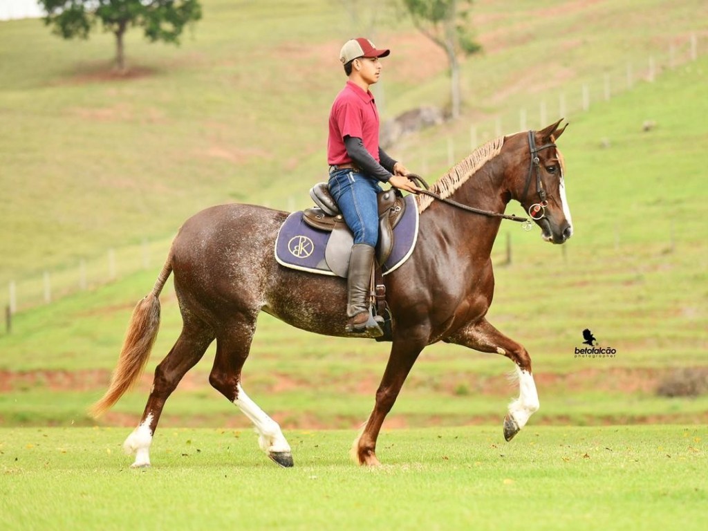 LOTE 03 | CERIMÔNIA DA SINHÁ MARIA (T.E.) (LEILÃO ESTRELAS BPK ...