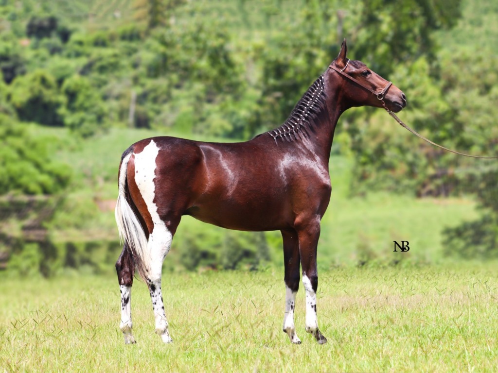 LOTE 07 | ILUSTRE DO FABULOSO (LEILÃO MOMENTOS FABULOSOS (HARAS ...