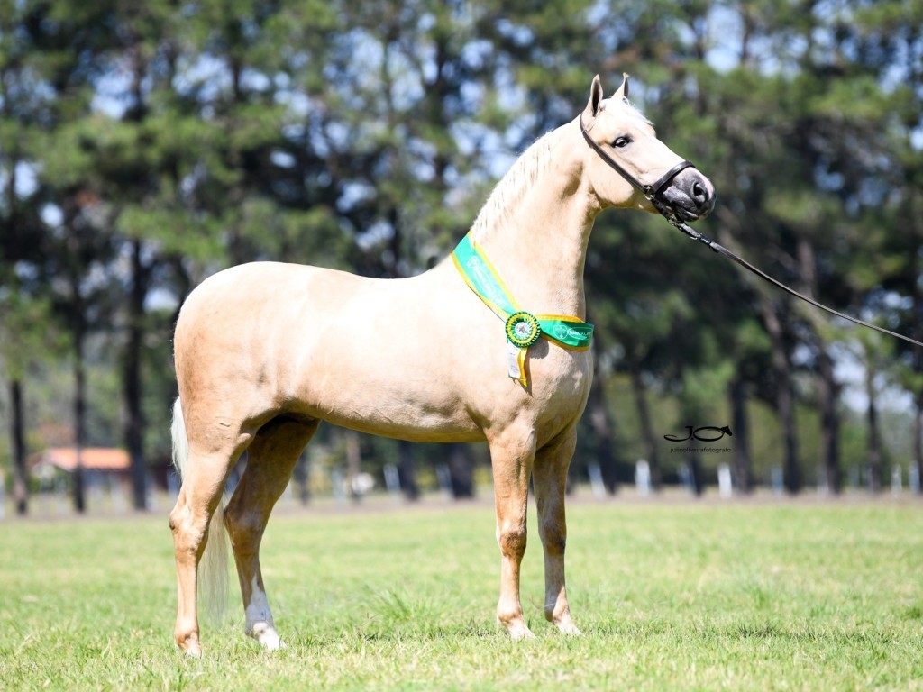 LOTE 03 | ILUMINADO DO GADU (T.E.) (LEILÃO MOMENTOS FABULOSOS (HARAS ...